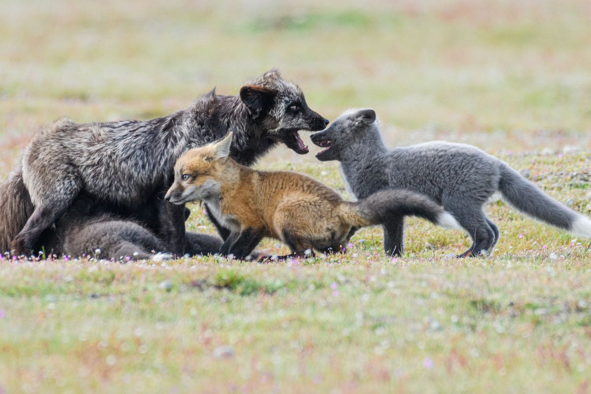 Safely Viewing Fox Kits on San Juan Island | Kenmore Air