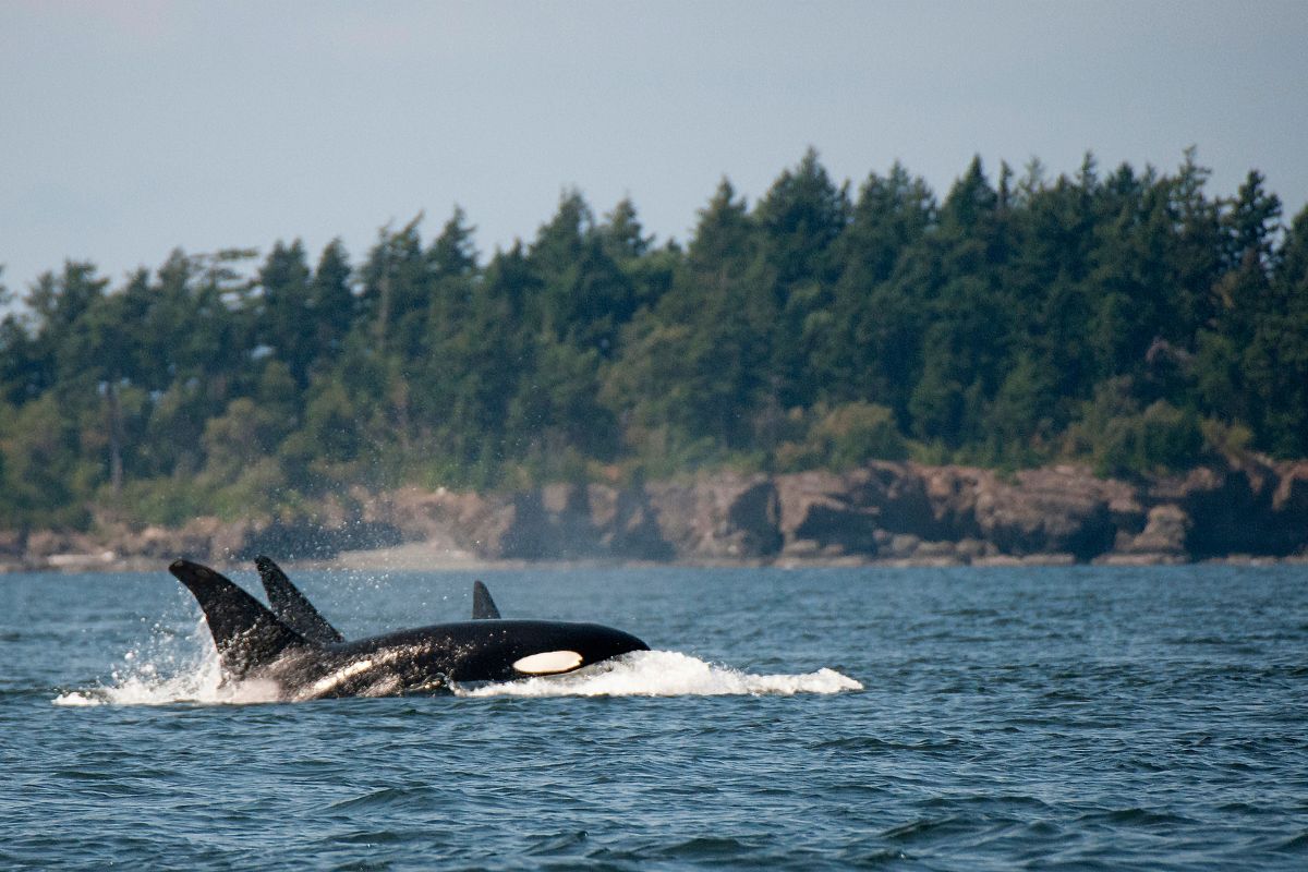 Seattle Whale Watching Tours: Tips, FAQs & More | Kenmore Air